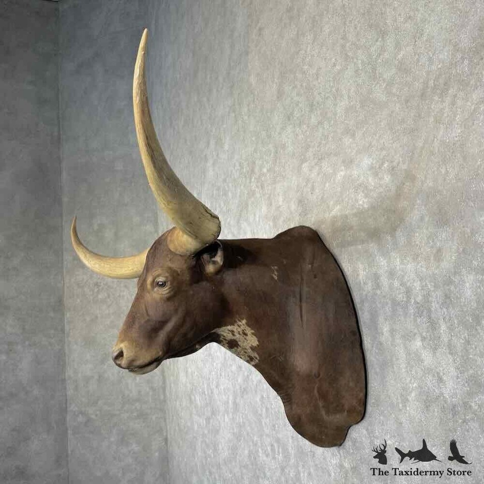 #31074 WC | Longhorn Steer Taxidermy Shoulder Head Mount For Sale ...