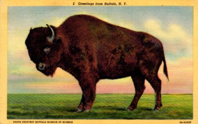 Greetings from Buffalo Animal New York Vintage Postcard Card | eBay