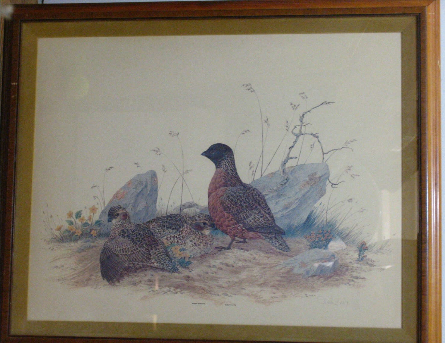 Robin Hill Naturalist Artist "Masked Bobwhite" Print Signed 1978 | eBay