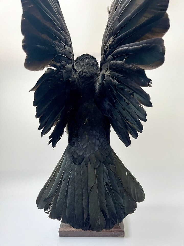 Rook Taxidermy Bird Real Stuffed mount Animal Gothic Tattoo Driftwood ...