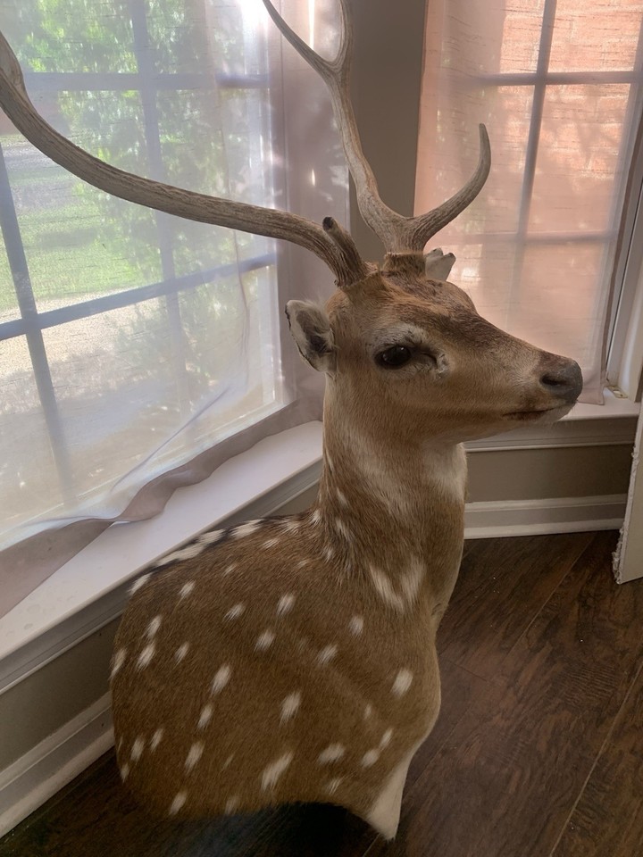 Axis Deer Taxidermy Large Shoulder Mount Beautiful! | eBay