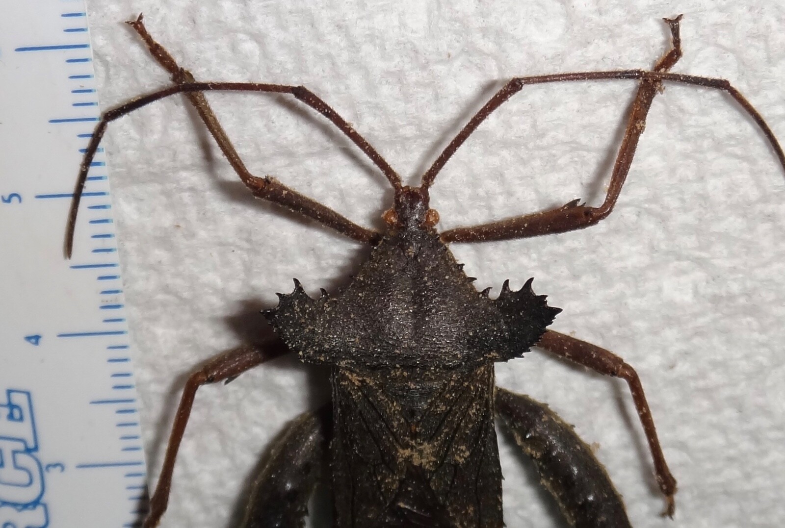 Hemiptera Coreidae Giant Leaf Footed Stink Bug 37mm Malaysia #Z36 ...
