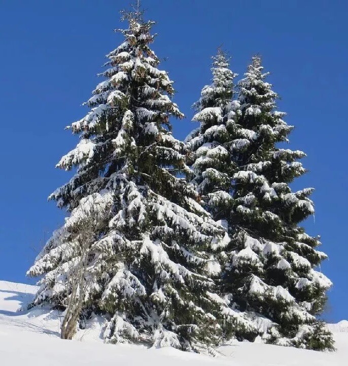 Meyer’s Spruce Tree 18”-24” Picea Meyeri Fast Growing Free Shipping 3 ...