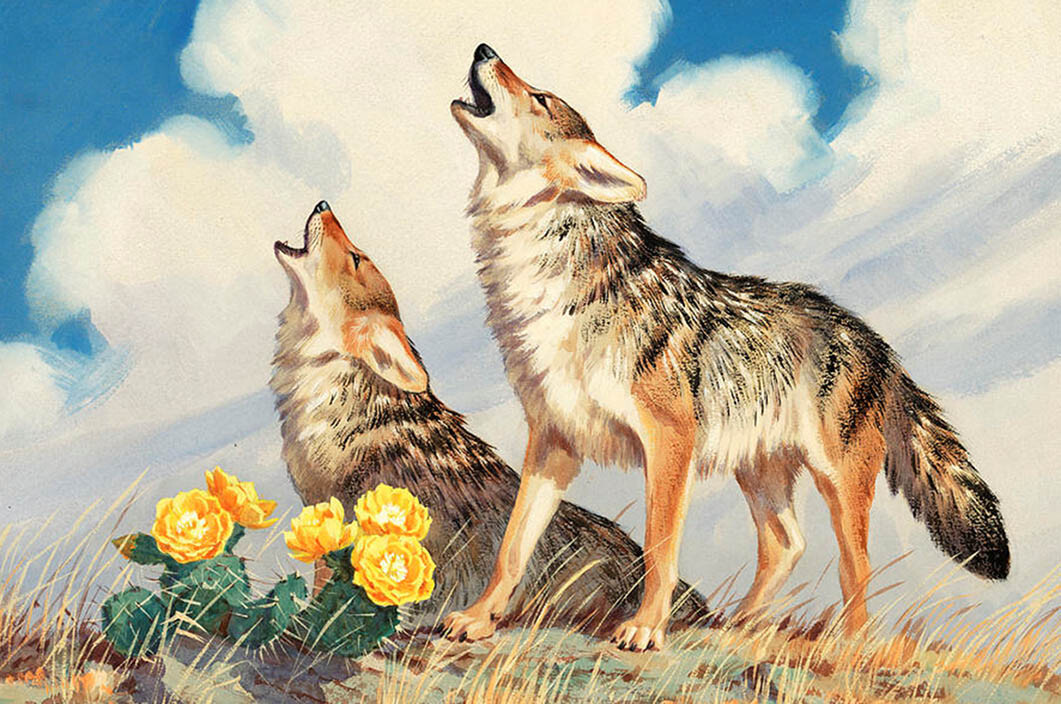 Pack Of Coyotes Howling