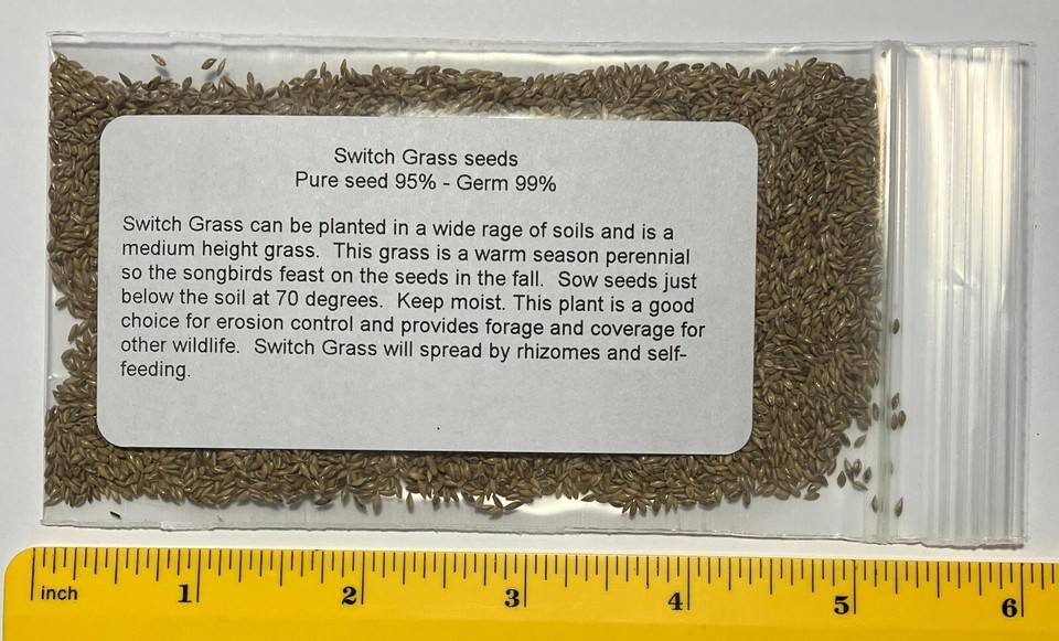 8000 + SWITCHGRASS Seeds Native Tall Grass Prairie Ornamental Perennial ...