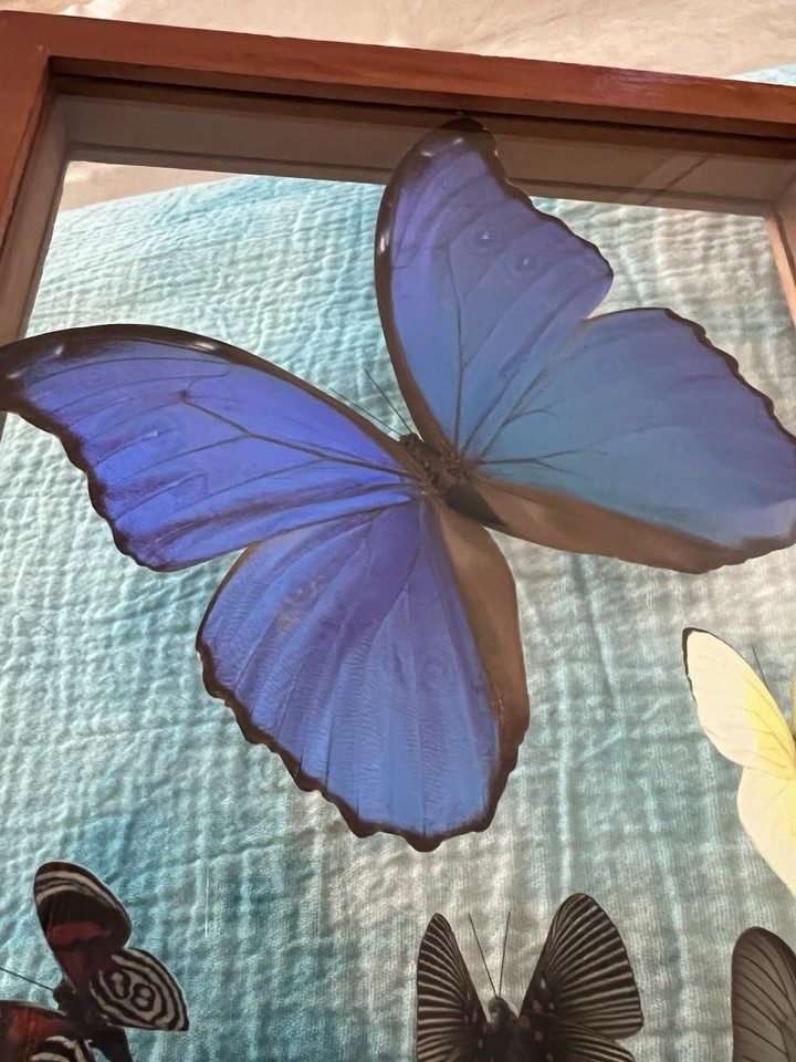 Butterfly Shadow Box specimens Display Shadow Box Taxidermy Rare ...