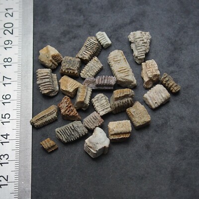 20 grams Eagle Ray Fossil Teeth Tooth Fossils morocco Fossilien lot | eBay