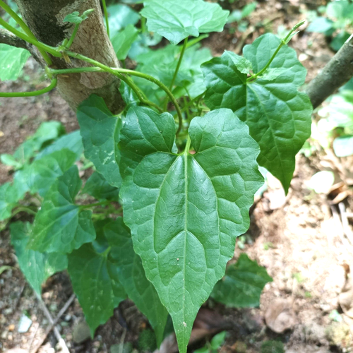 Dried Jamaican Guaco leaf,Roots micrantha Mikania Wildcrafted 100% ...