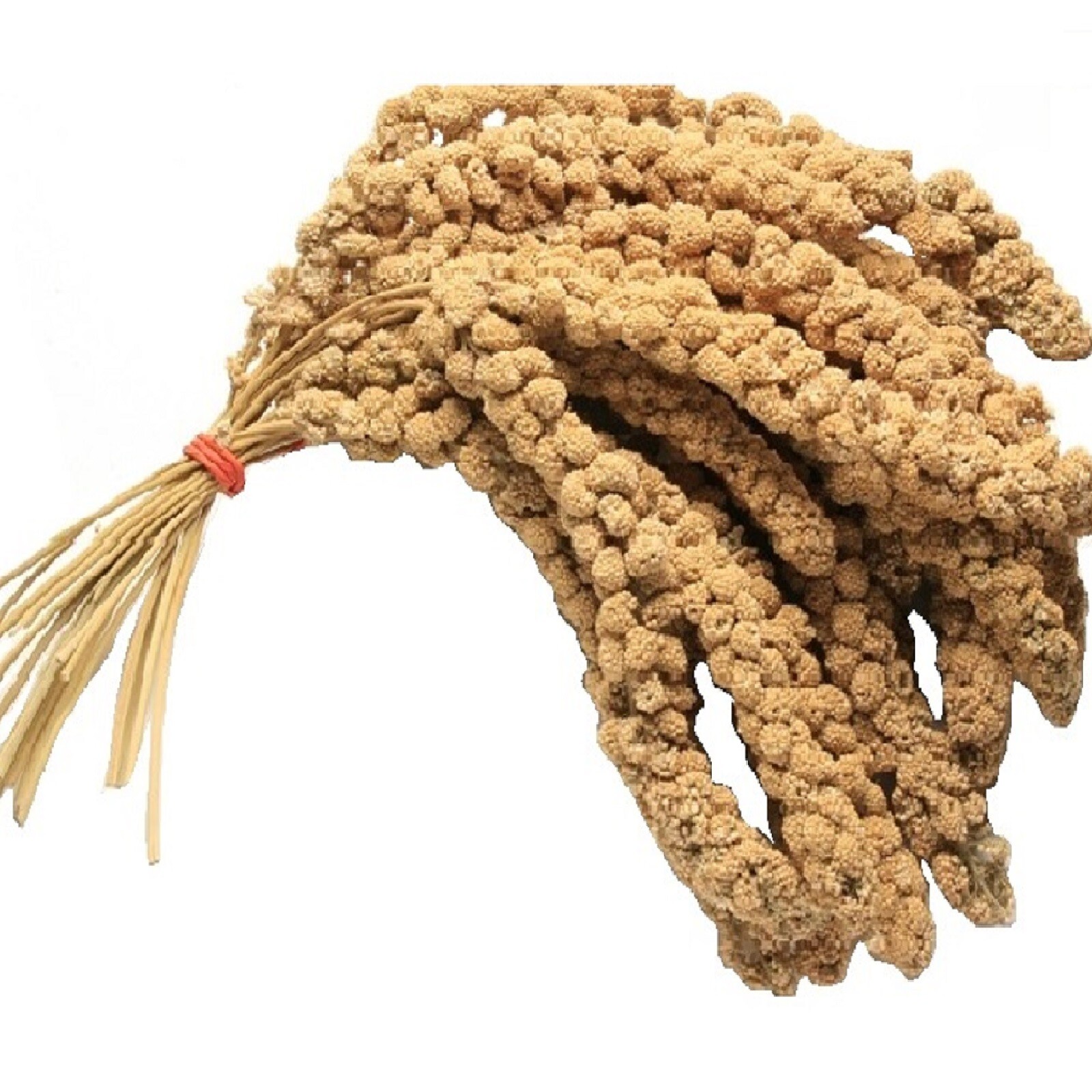 MILLET SPRAYS 100g 250g 500g 1kg 2.5kg 5kg 15kg : Cage Bird Food Pet ...