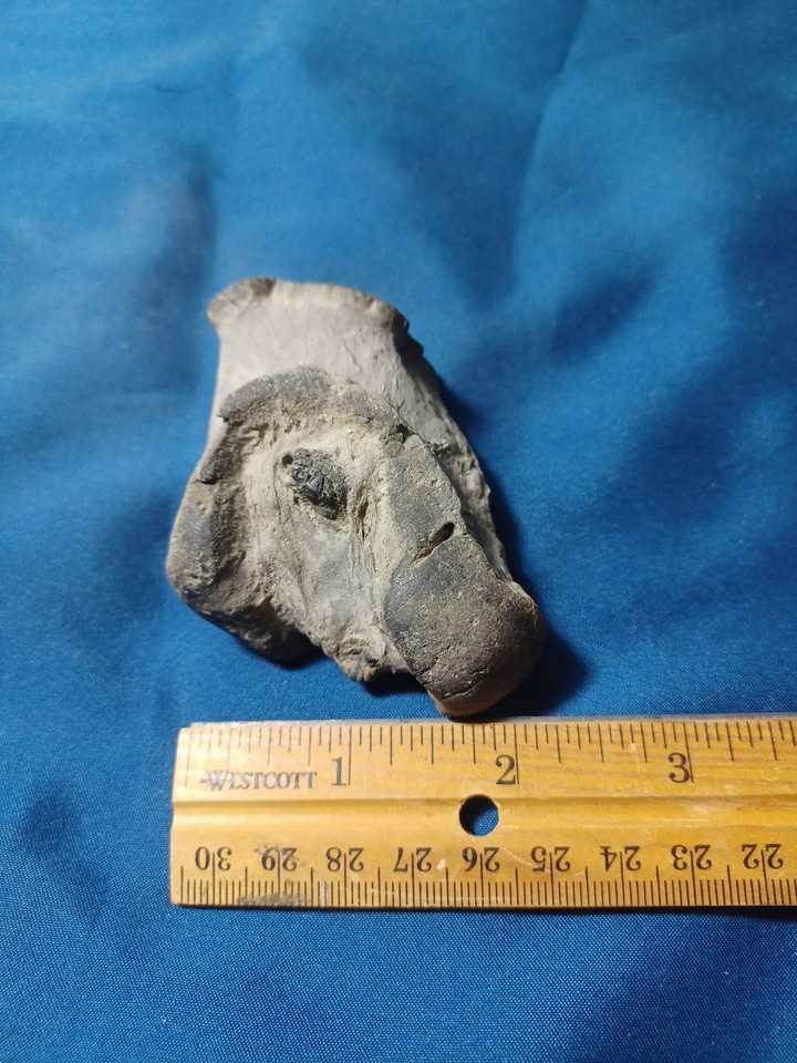 Fossil Dinosaur Bone Central Texas 62 Grams Exhibit #BO0001 | eBay
