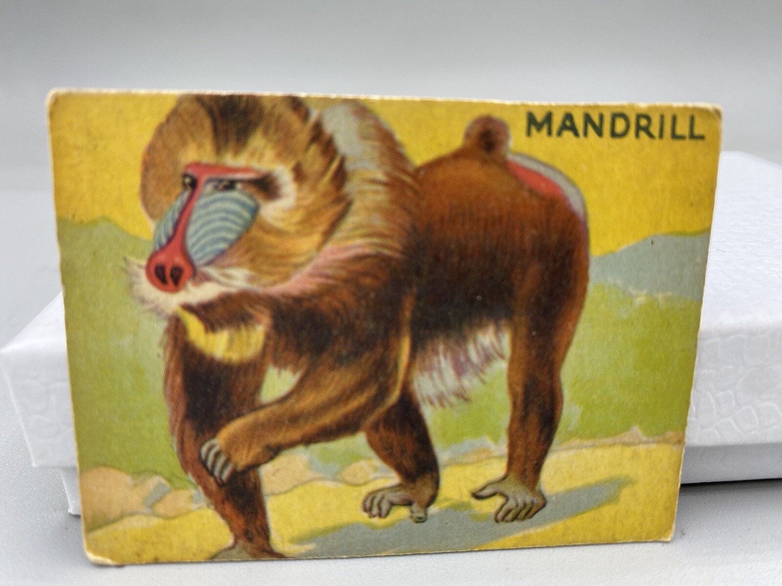 Jungle Chewing Gum card #23 Mandrill, World Wide Gum Company | eBay