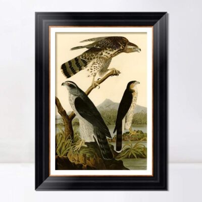 Framed Canvas Art Giclee Print Stanley Hawk by John James Audubon 28 ...