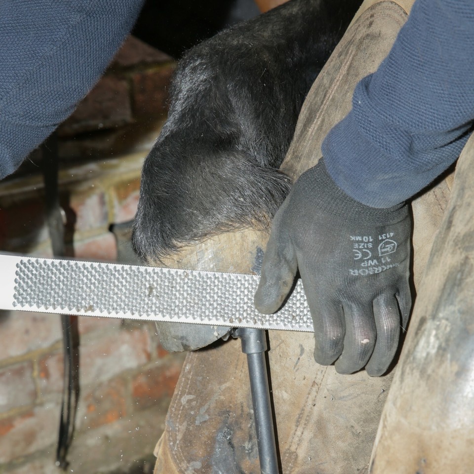 New Hoof Rasp Mercury Farriers Tools 14"Horse Farrier Trimming Trimmer ...