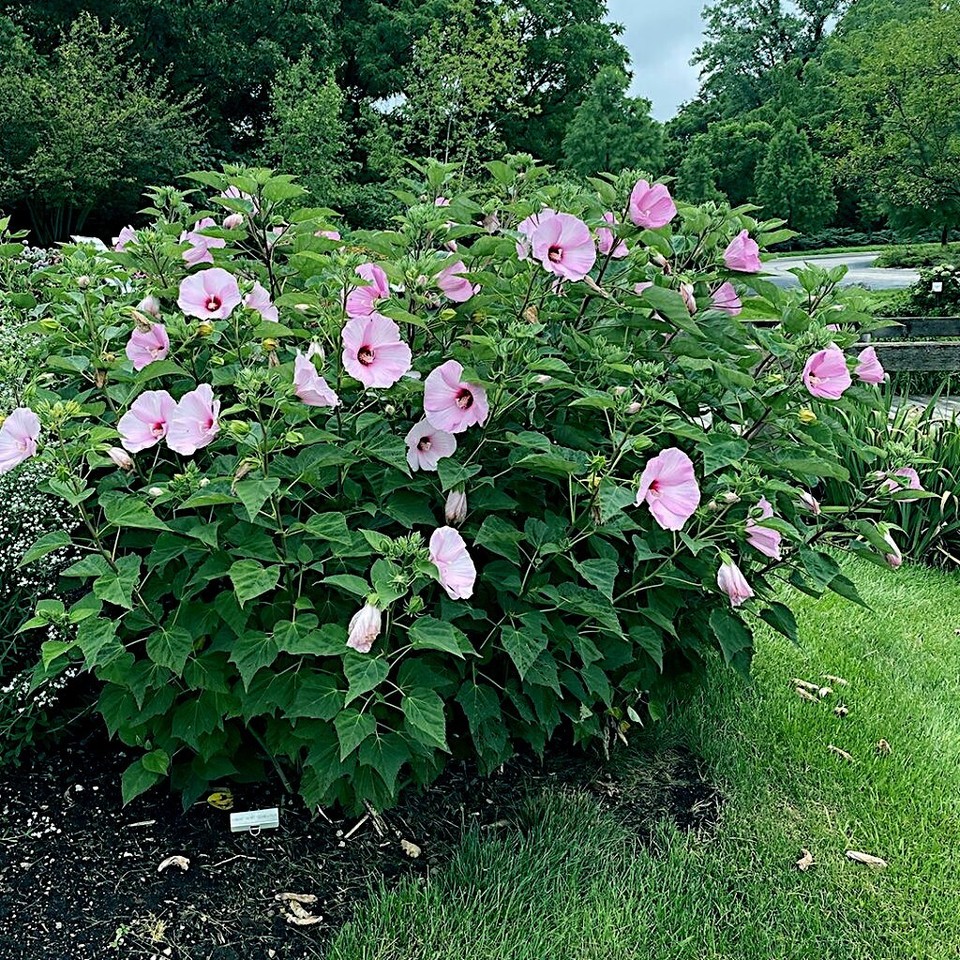 20 Pink Swamp Mallow Rose Seeds "LARGE FLOWER" Hardy Hibiscus Fast ...