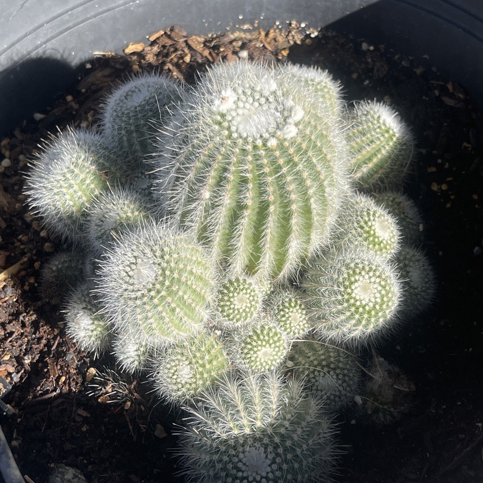 NOTOCACTUS Scopa Live Succulent Plant Silver Ball Cactus Clump Cluster ...