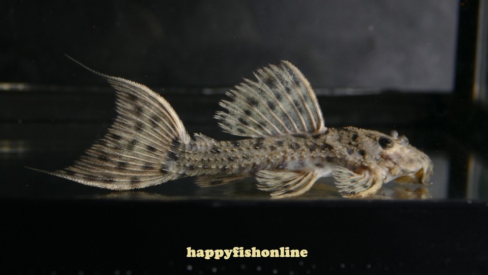 CUTE BABY L096 SPOTTED SPINY CACTUS PLECO! WICKED LITTLE LIVE FISH! WC ...