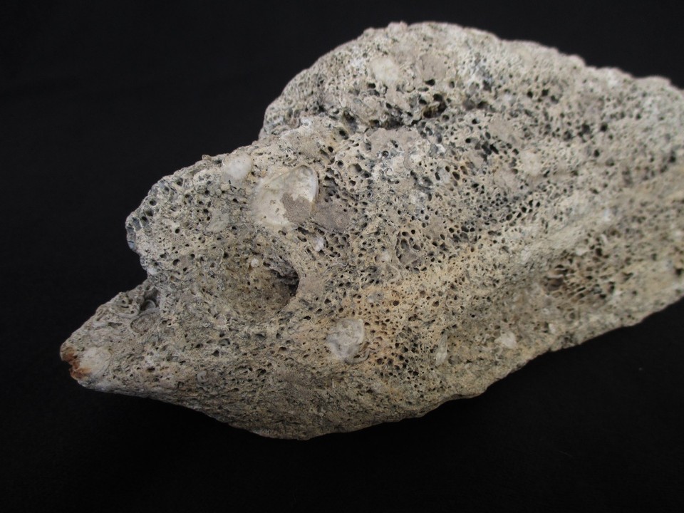 Rare Limestone Fossil - Sea Sponge, Full Petrifaction! | eBay