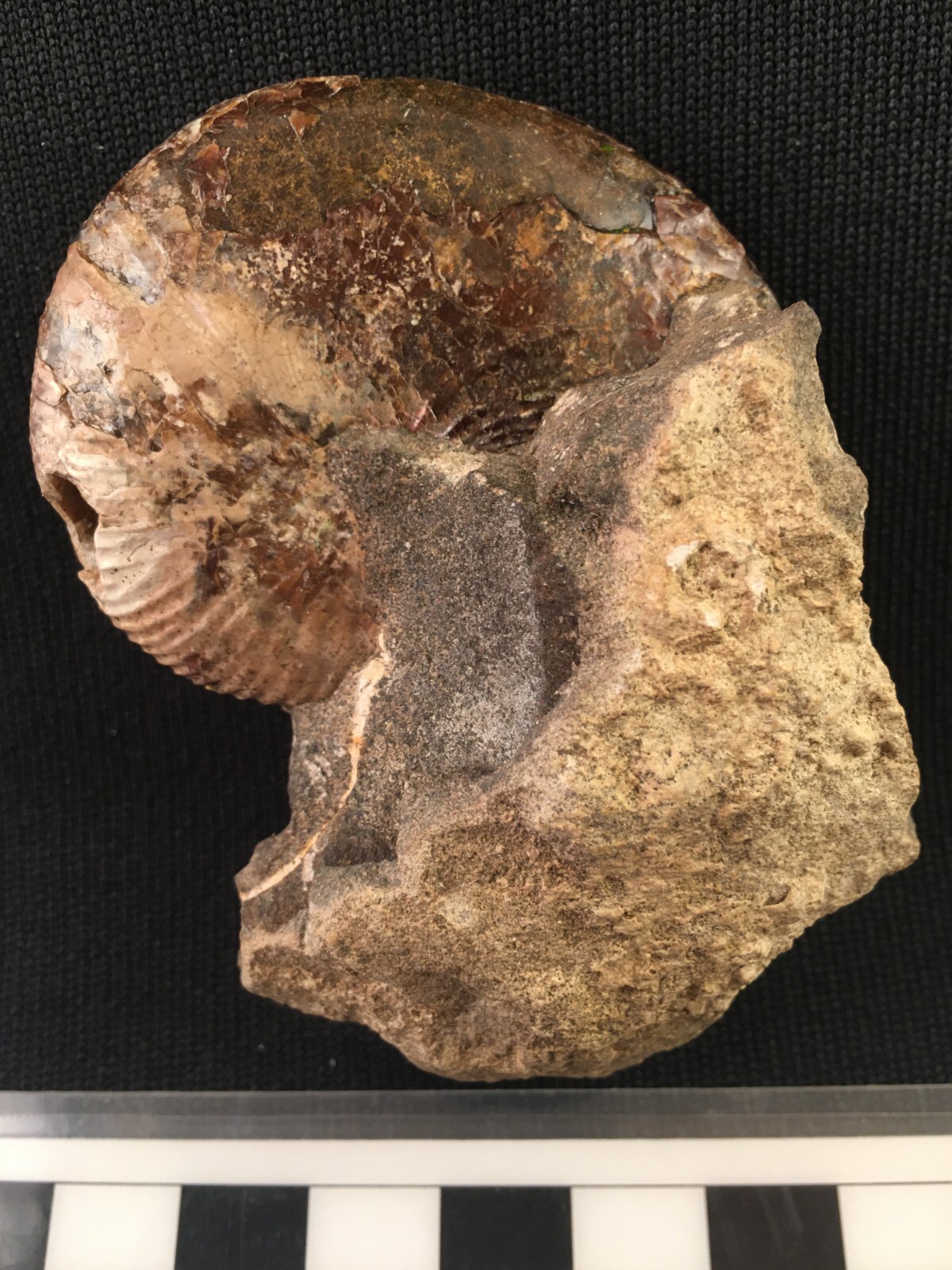 Rare Scaphite from South Dakota, Discoscaphites rossi | eBay