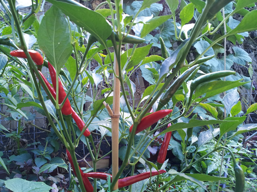 Hot Goat Horn Chilli, Very RARE - 15 Seeds | eBay