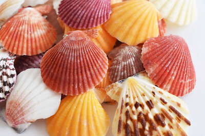 Set of 24 Small Noble Pecten Shells (1 1/2" - 2") Coastal Art & Craft ...