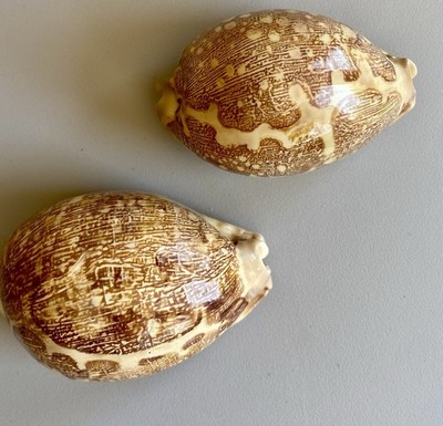 Leporicypraea Mappa (aka Map Cowry) Previously Known As Cypraea Mappa ...
