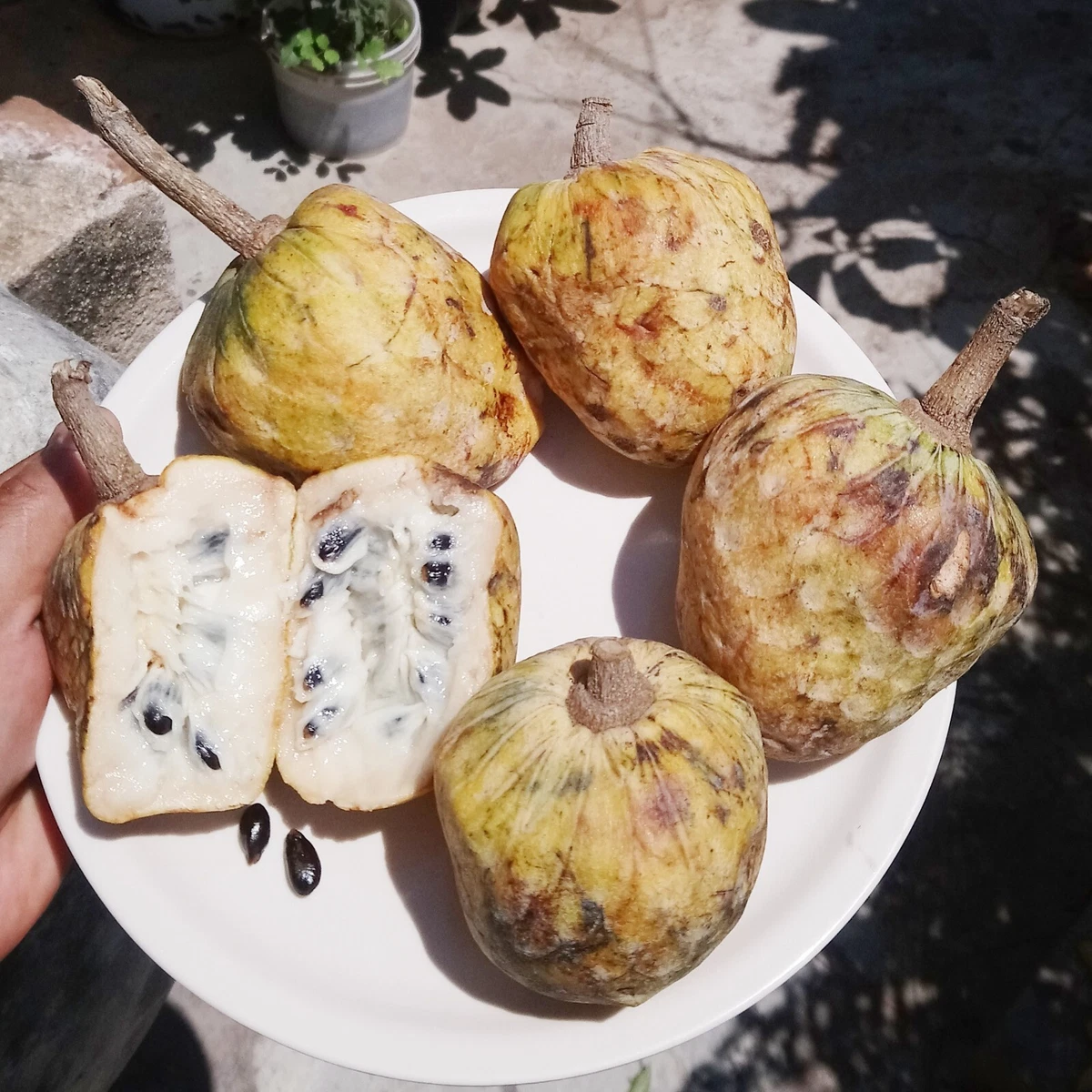 Anona Fruta