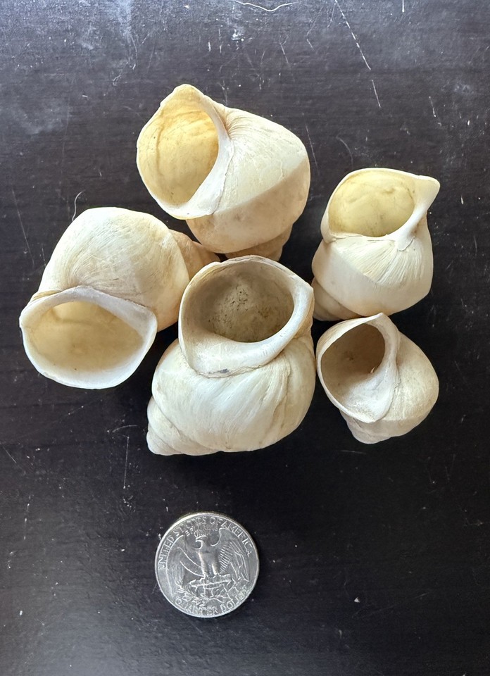 12pk Neothauma Shells | eBay