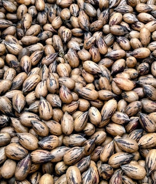 #FRESH 2025(3lb)Organic Hand Picked PECANS #In Shell from #ALABAMA ...