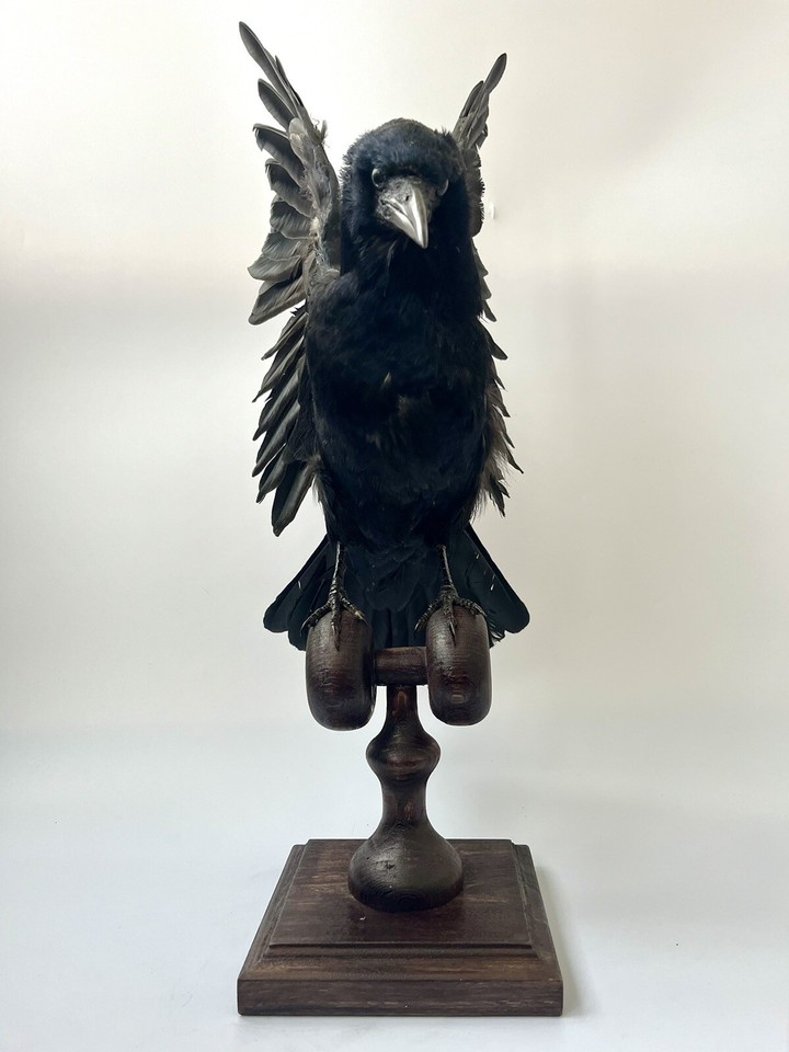Rook Taxidermy Bird Real Stuffed mount Animal Gothic Tattoo Driftwood ...