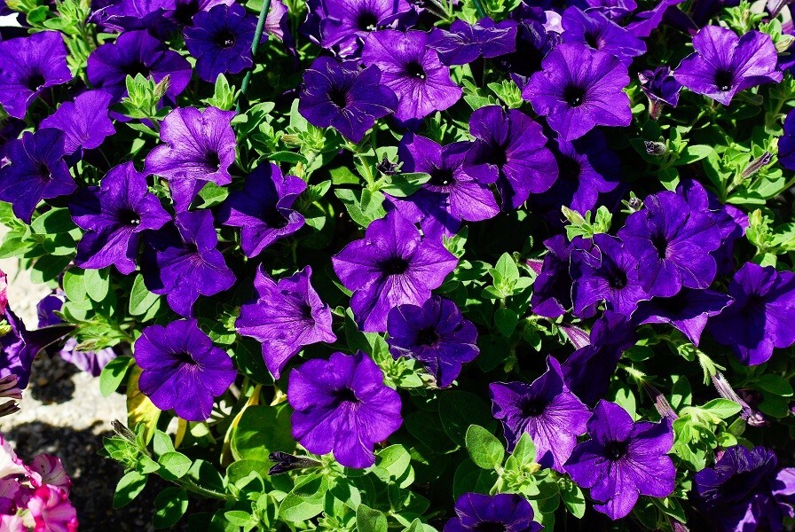 Dark Purple Petunia
