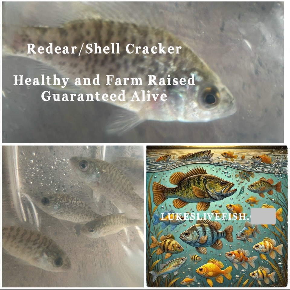 5+ Live Redear Fish, Shell Cracker (Small) GUARANTEE ALIVE (FREE ...