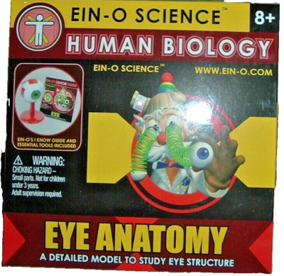 Human Biology - EYE ANATOMY - A Model of Eye Structure - A STEM Science ...