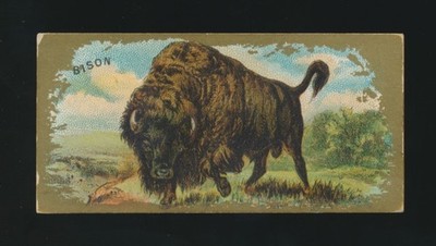 1890 N216 Kinney Bros. Cigarettes ANIMALS -AMERICAN BISON (Buffalo) | eBay