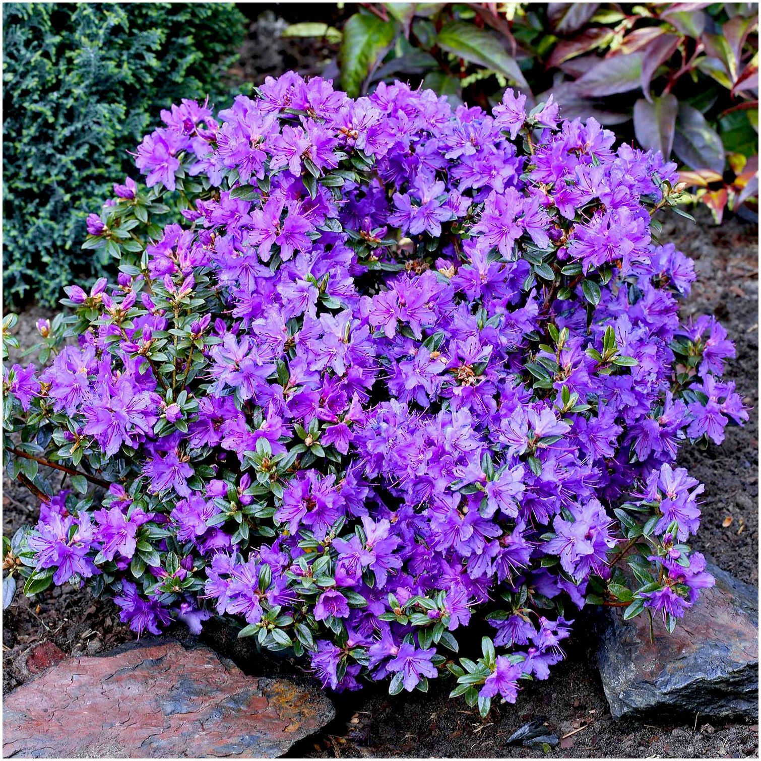 Dwarf Rhododendron Japonica 'St Merryn' | Evergreen Shrub | Pot Plant ...