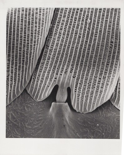 1984 Sun Moth Wing Electron Microscope Image Vintage Original Press ...