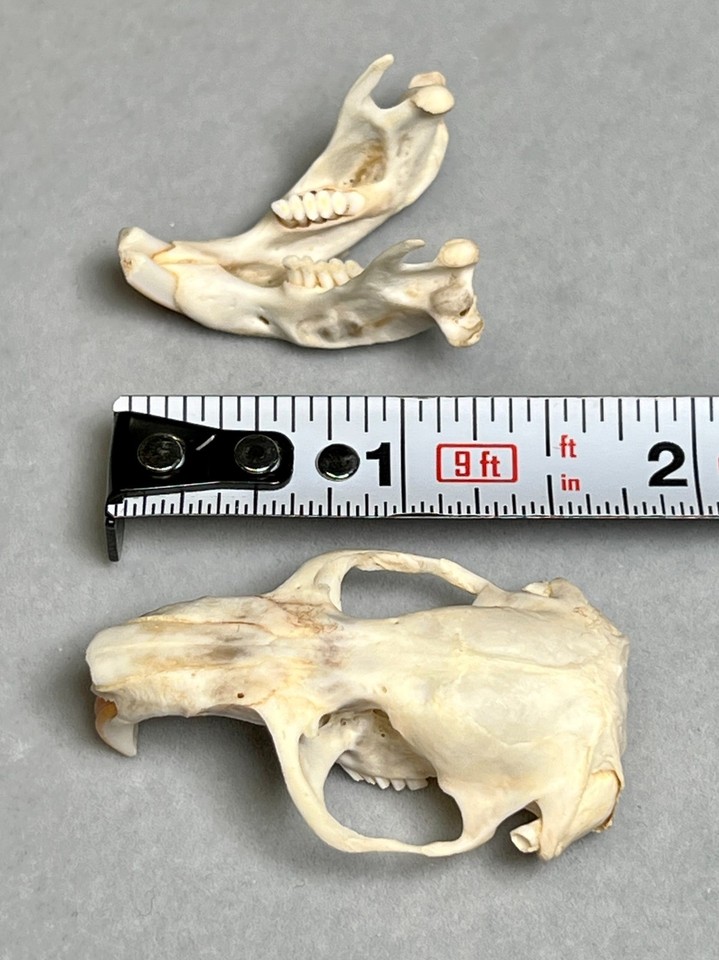 Genuine Real 1.75" Plains Pocket Gopher Skull Animal Rodent Bone Teeth ...