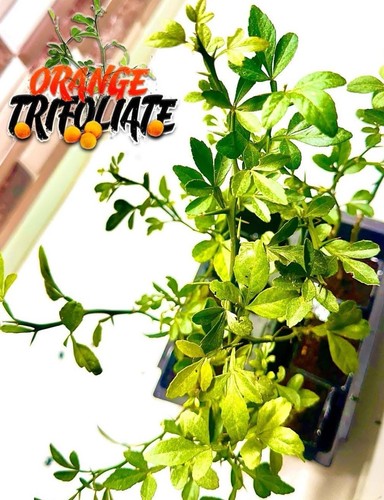 8" Inch Hardy Orange Trees Fully Rooted - Ready to Plant - Cold-Hardy ...