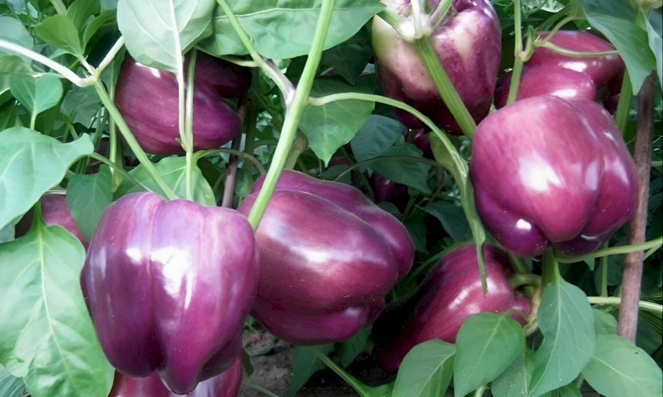50 Heirloom Purple Beauty Bell Pepper Seeds - Home Garden Favorite ...