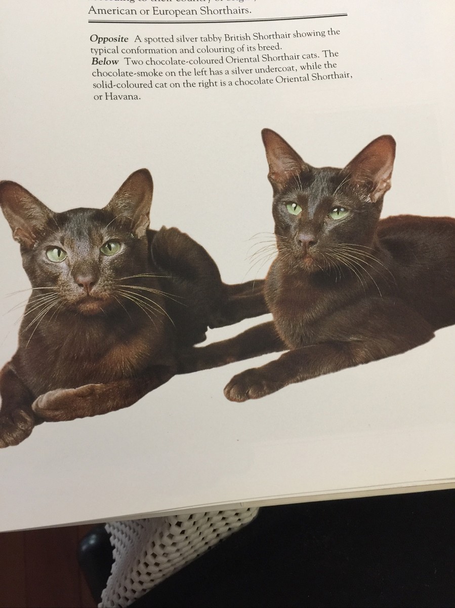 Opposite Worlds Angela