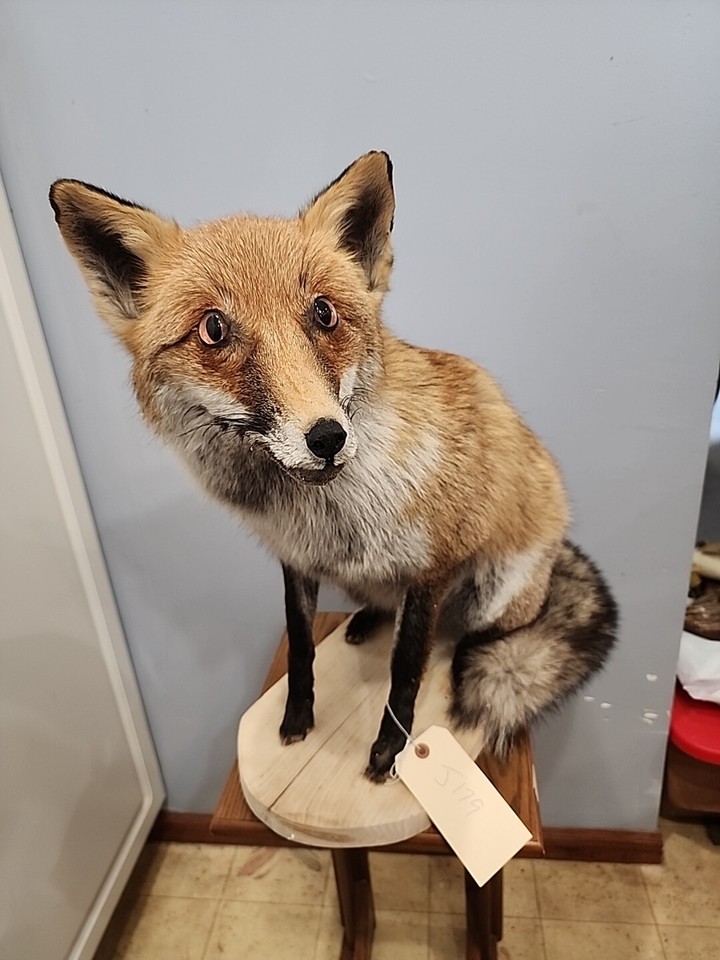 J179 Sitting Red Fox Mount Taxidermy | eBay