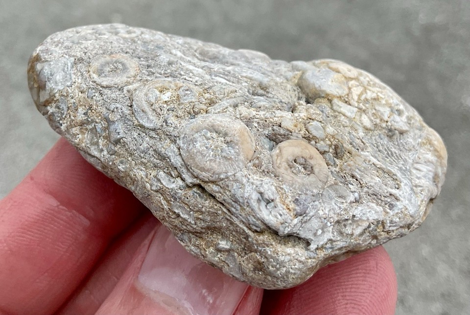 69g Crinoid Bryozoa Trilobite Fossil Hash Plate Devonian UV Milwaukee ...