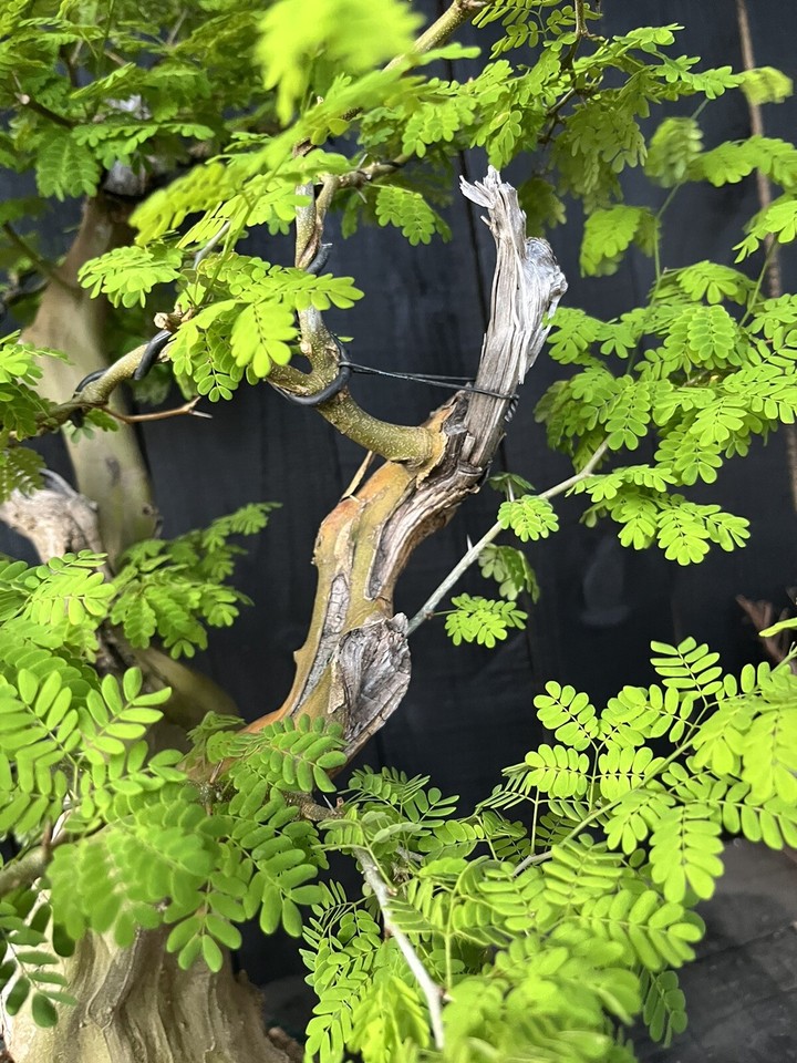 Brazilian Raintree Bonsai Tree, Pithecellobium Tortum | eBay