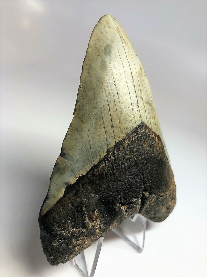 5 INCH REAL MEGALODON SHARK TOOTH BIG FOSSIL GIANT GENUINE PREHISTORIC ...