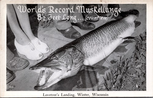 World Record Muskellunge Lovetree's Landing Winter Wisconsin Postcard ...