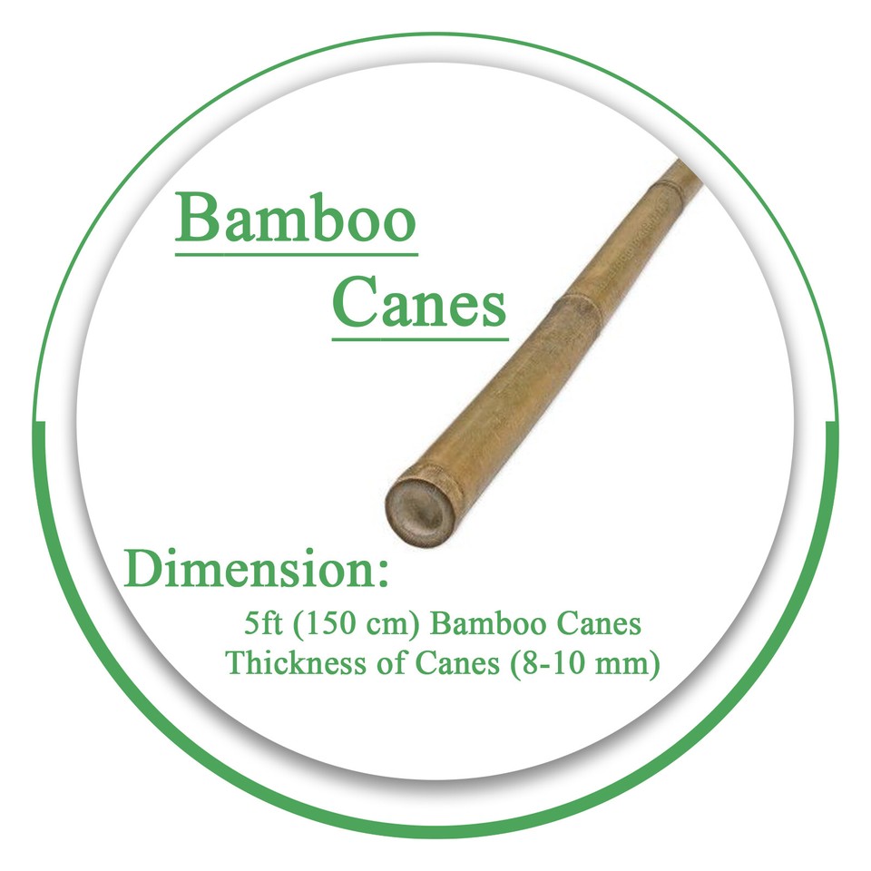 2ft- 6ft Plant Support Canes Bamboo Garden Thick Sticks Outdoor Strong ...
