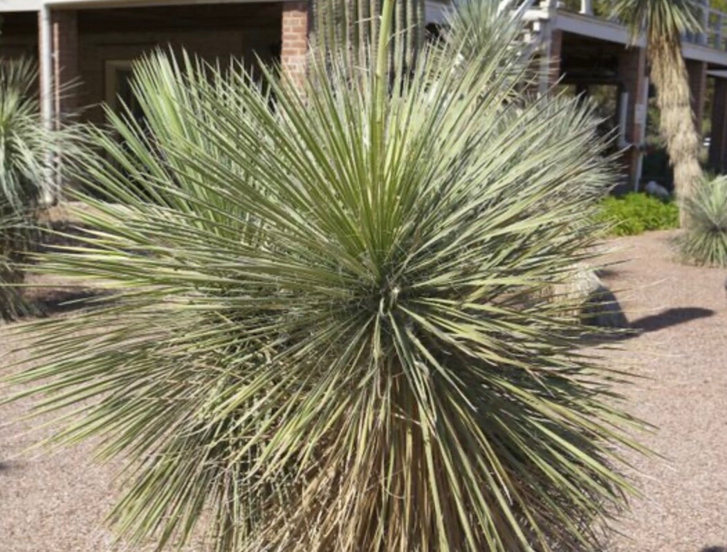 Yucca Elata
