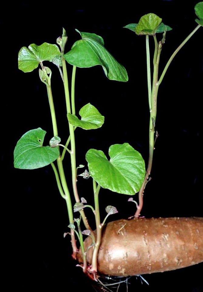 Japanese Purple Sweet Potatoes Beni Imo Planting or Cooking Non GMO | eBay
