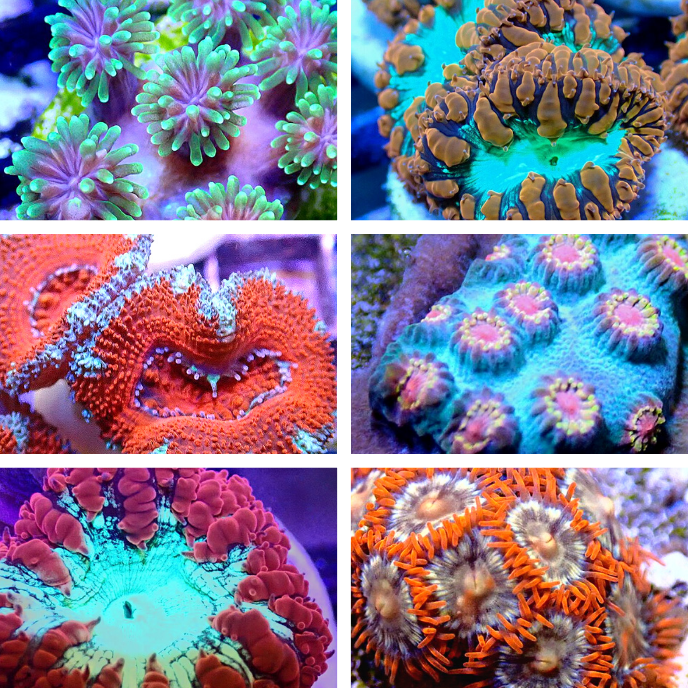 Coral Frag Pack 6, 8 or 10 Pack! Mixed SPS, LPS, Soft Coral - Free ...
