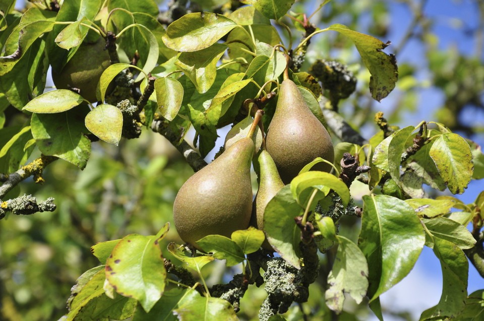 Conference Pear Tree 4-5ft Tall, Self-Fertile & Heavy Cropper, Ready to ...