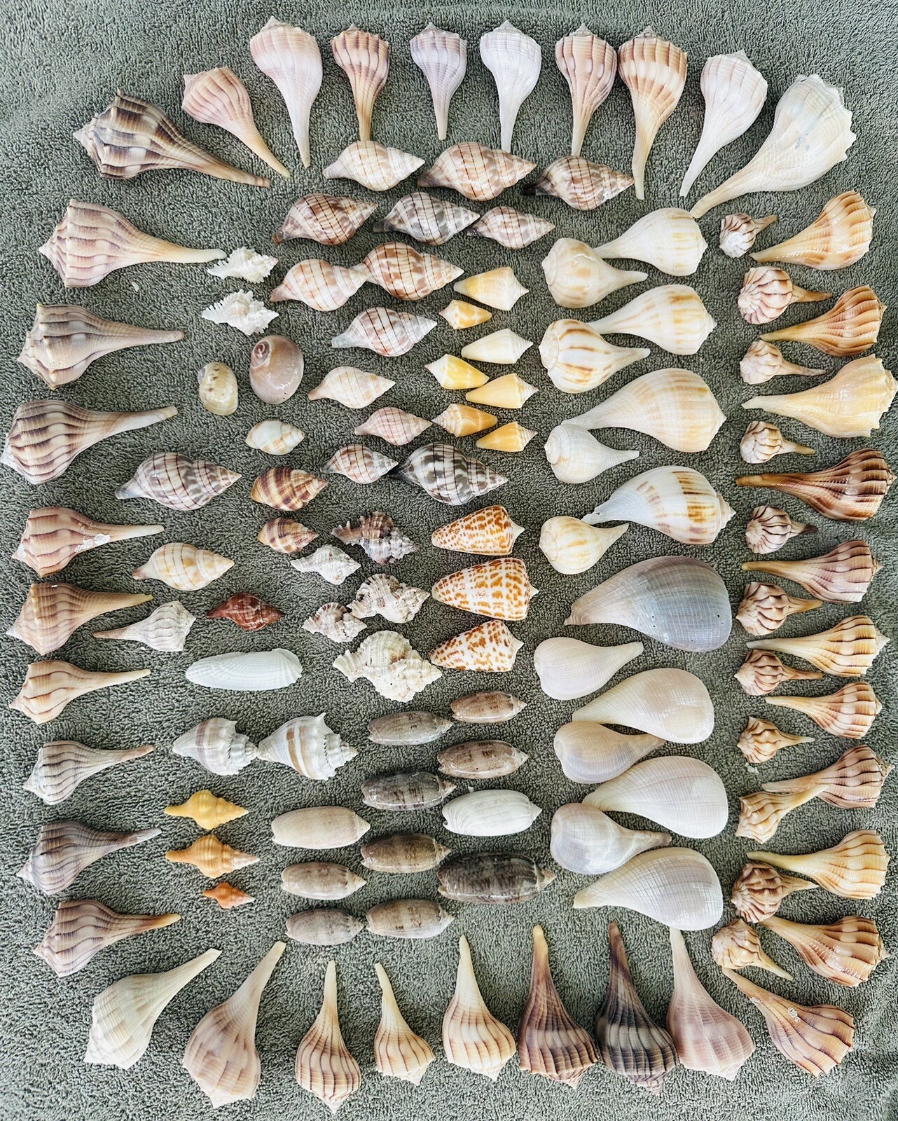 GIANT LOT Of 120 Sea Shells Handpicked from Florida’s 10,000 Islands ...